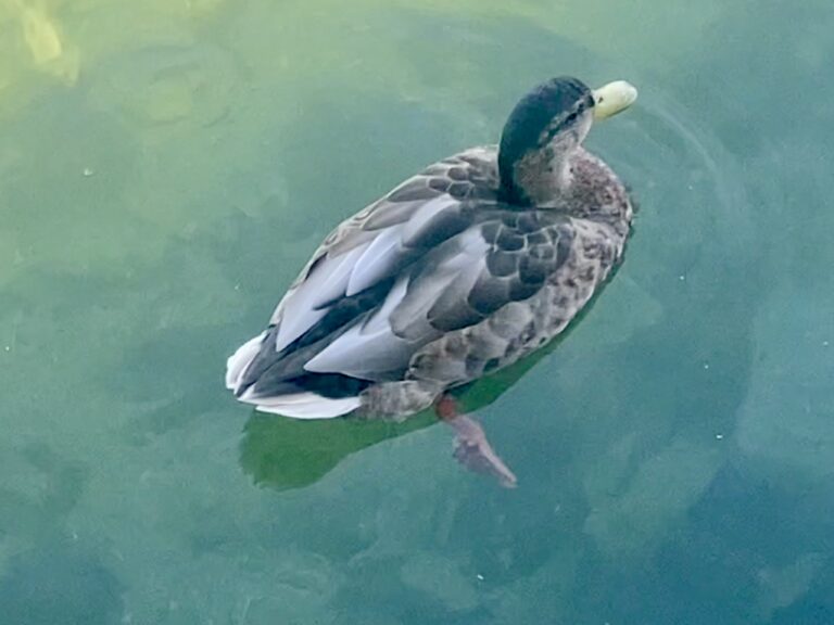 The Grace Beneath a Duck The Grace Beneath a Duck | Peter Lundell