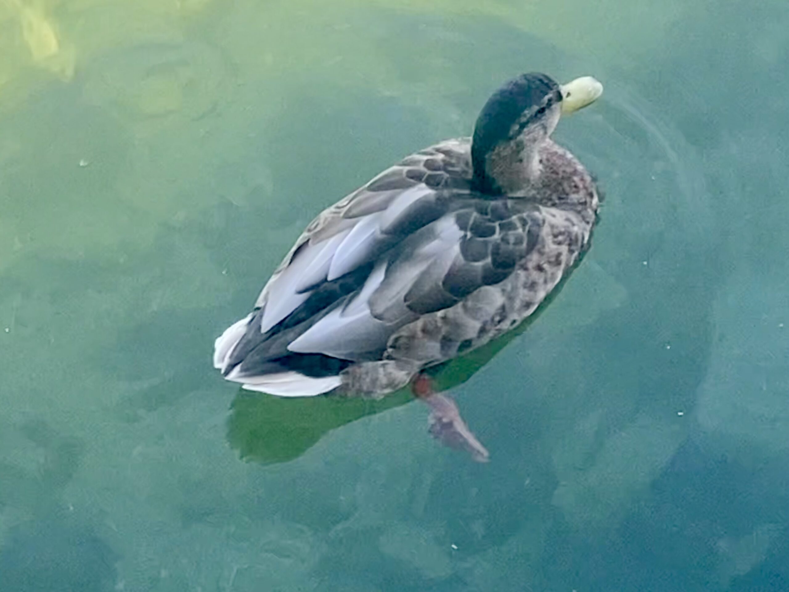 Duck | Peter Lundell